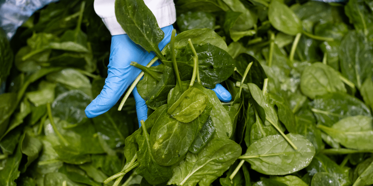 Foodservice - Hoogesteger